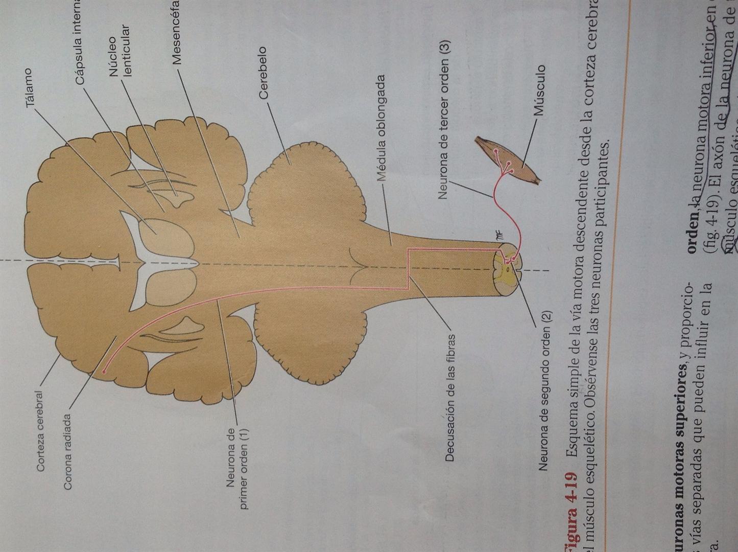 Neuroanatomia on emaze