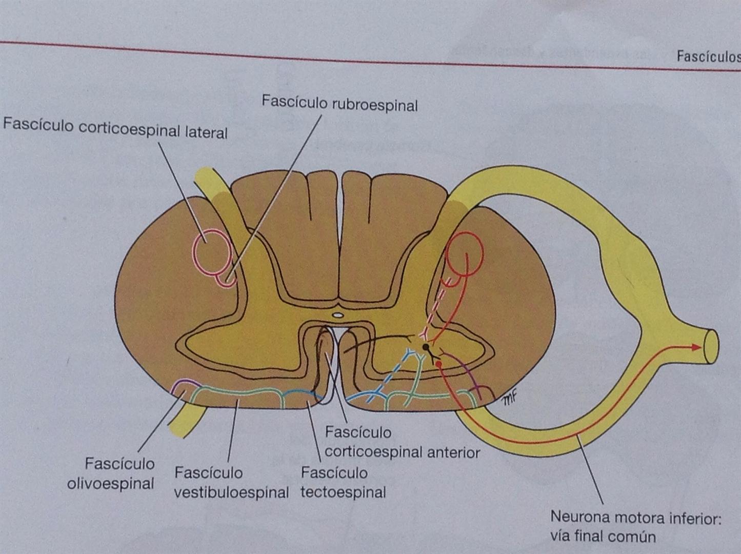 Neuroanatomia at emaze Presentation
