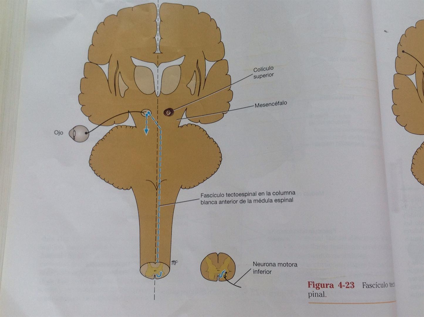 Neuroanatomia at emaze Presentation