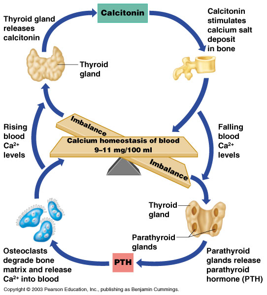 Endocrine System pptx.pptx on emaze