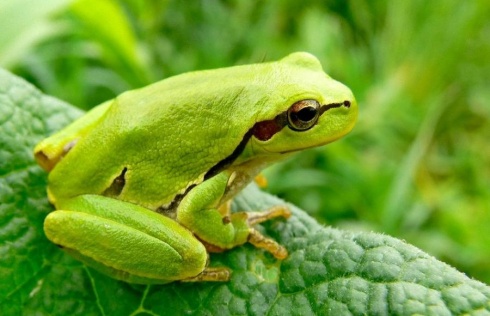 Apie varliagyvius. Austėja Vaičiulevičiūtė ir Kotryna Birgelytė 7b kl ...