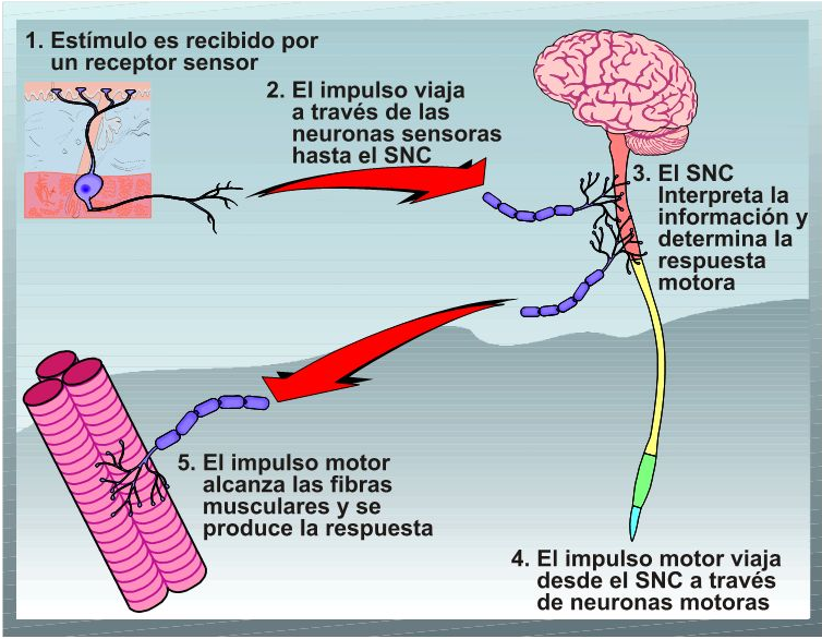 sistema nervioso pa on emaze