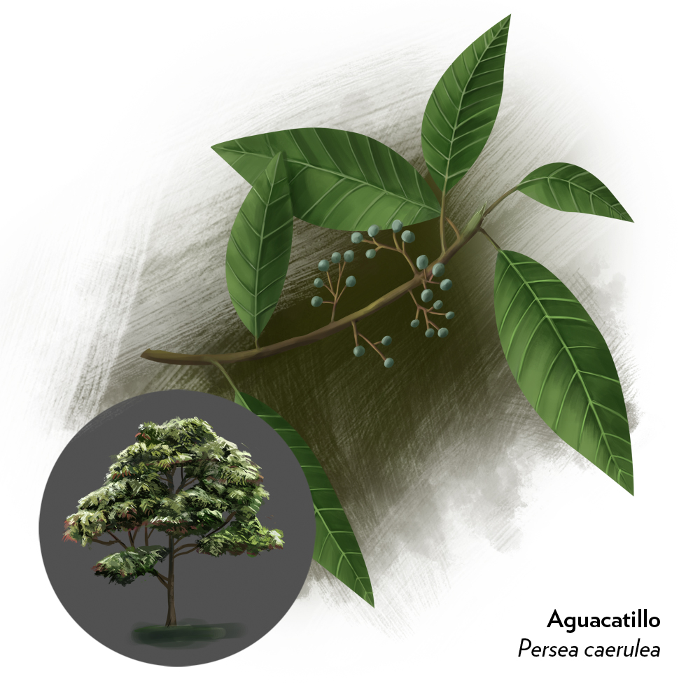 Presentation Name on emaze