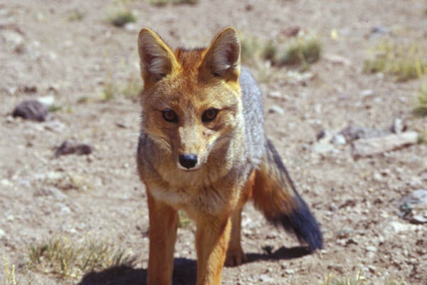 Álbum sobre Fauna de Canta on emaze