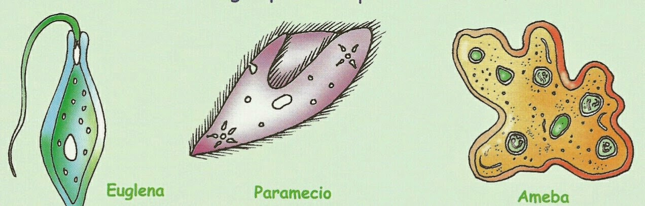Reino Protista at emaze Presentation
