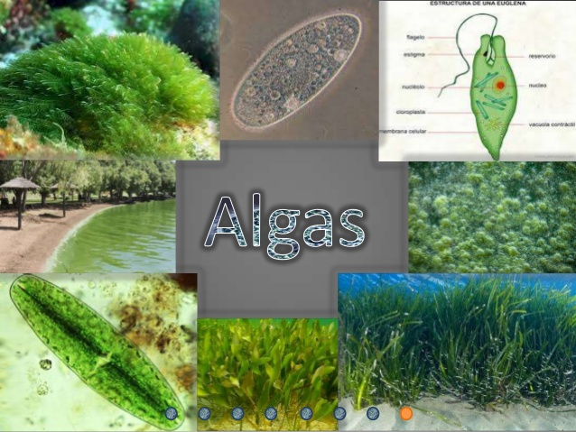 Reino Protista on emaze