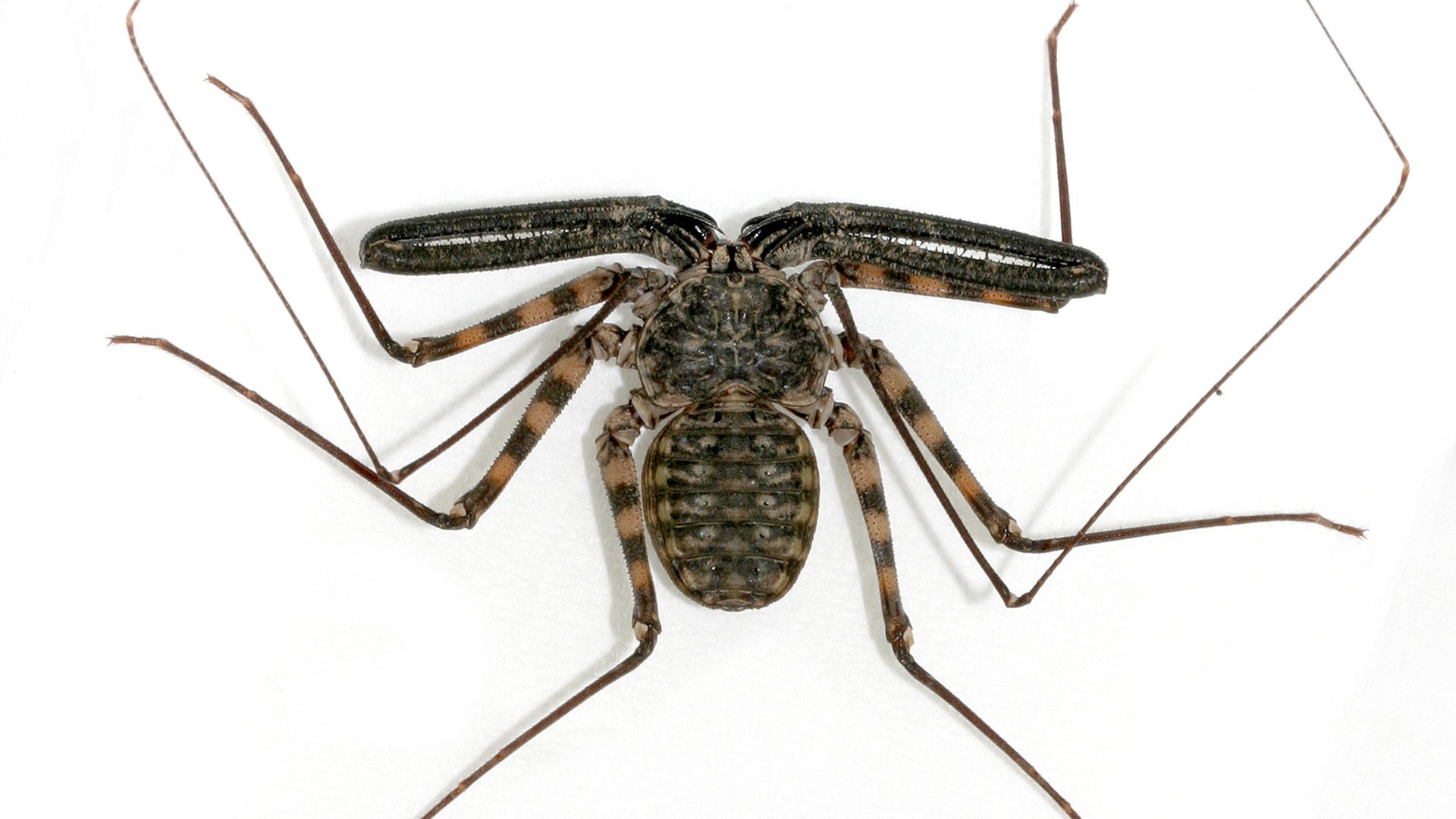 grotten en grotschilderingen at emaze Presentation