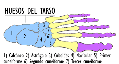 Huesos Tarsianos; Huesos del Tobillo; Hueso Cuboides; Huesos ...