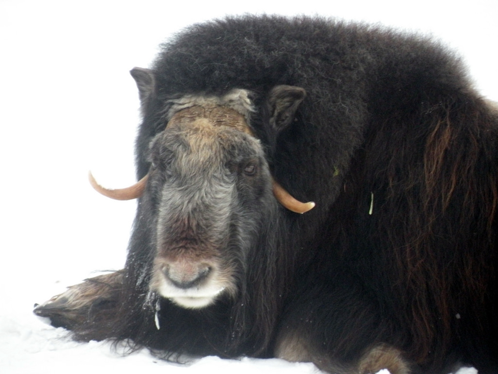 musk ox at emaze Presentation