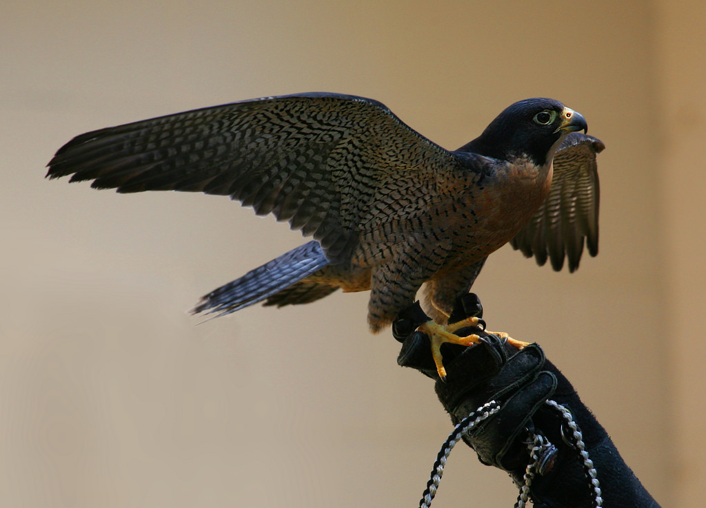 Peregrine Falcon on emaze