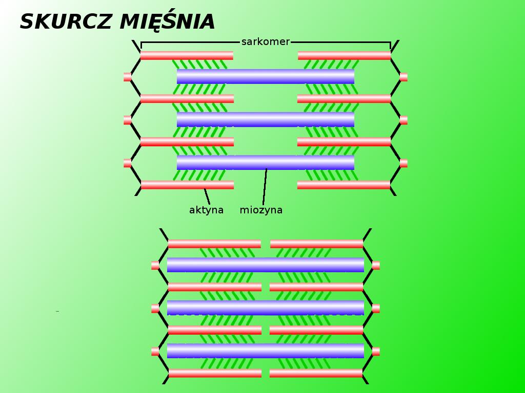 Aparat ruchu Referat on emaze