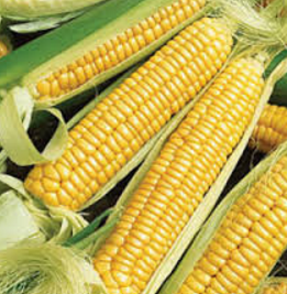 Zuni Indians on emaze