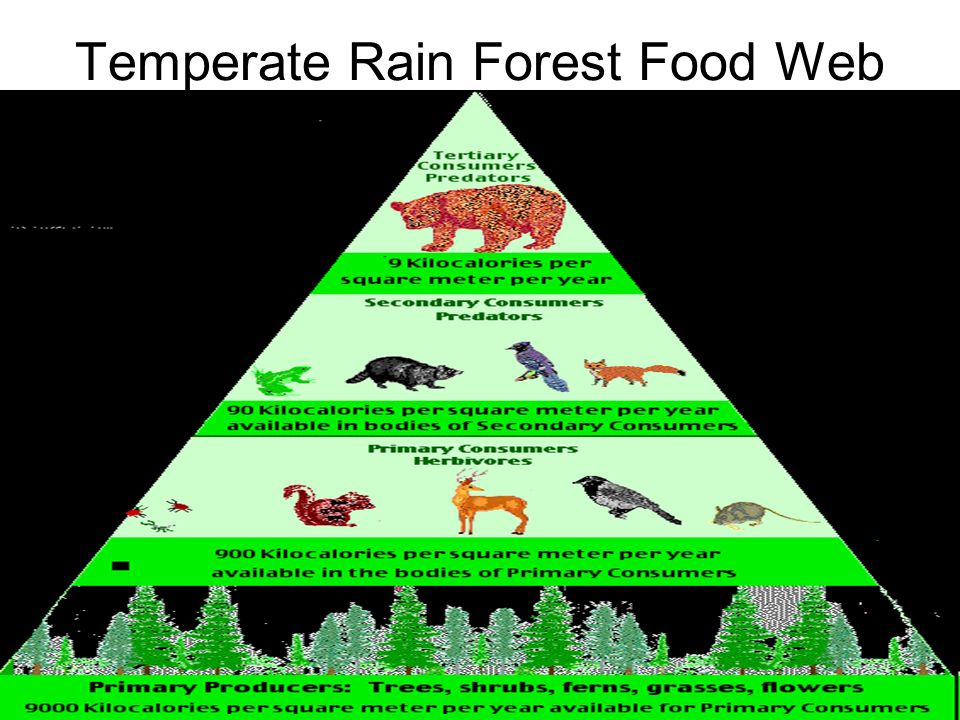 Temperate Forest at emaze Presentation
