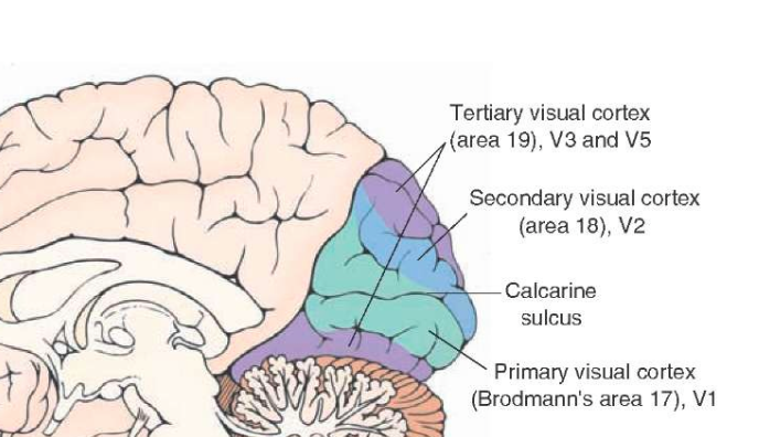 NEUROANATOMIA on emaze