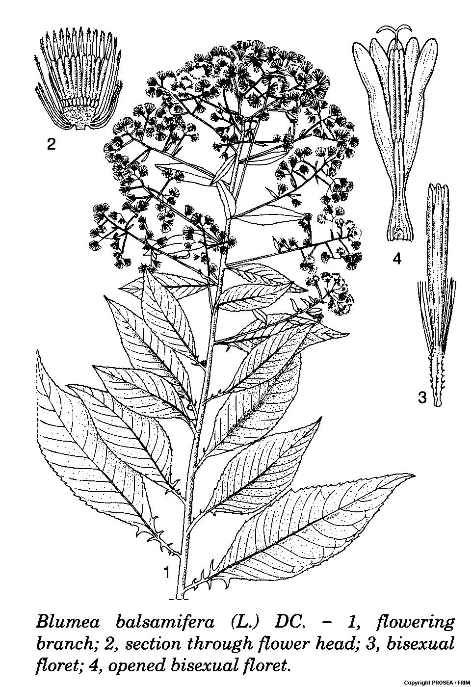 Blumea balsamifera at emaze Presentation