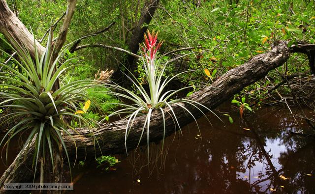 APES Amazon Rainforest at emaze Presentation