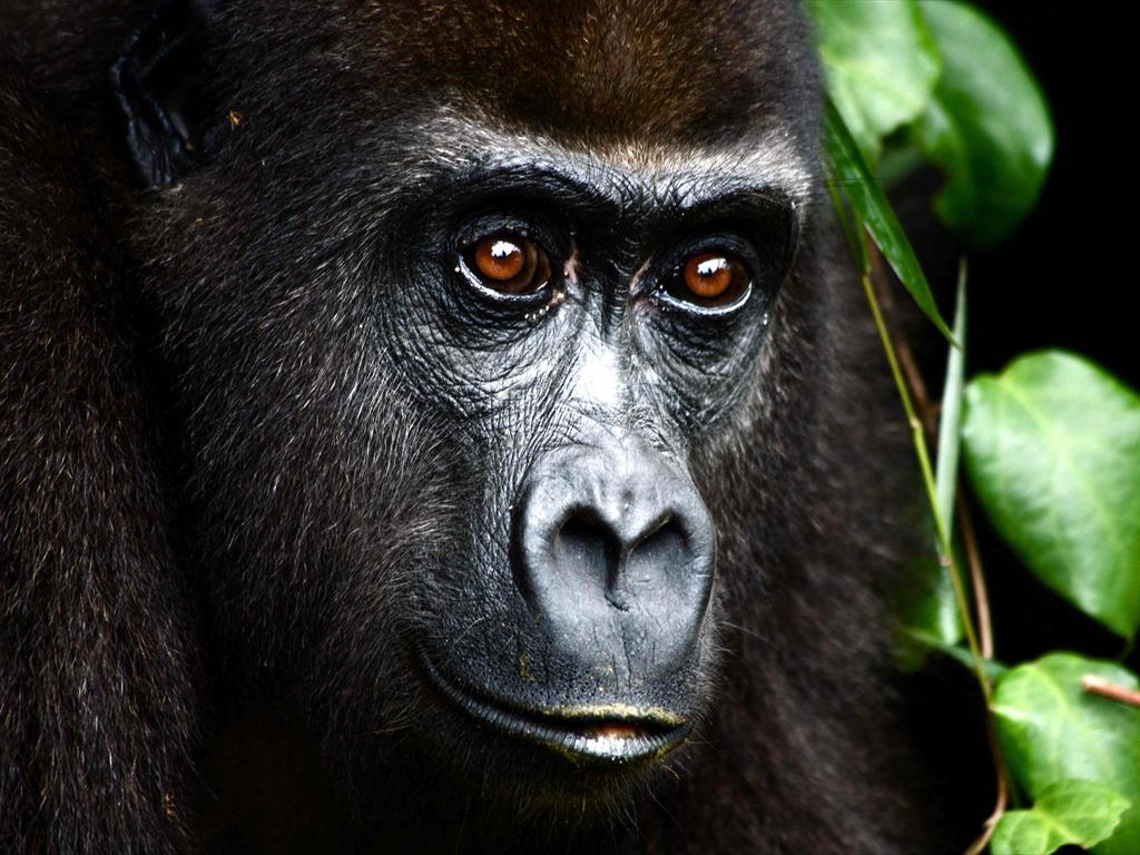 APES Amazon Rainforest at emaze Presentation