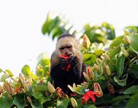 APES Amazon Rainforest at emaze Presentation