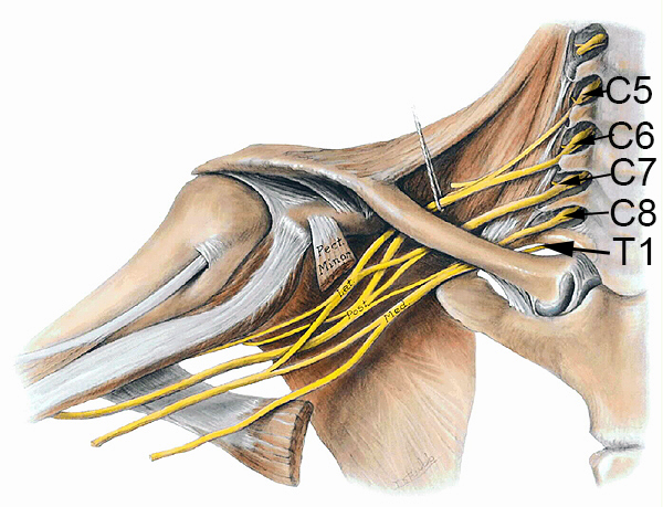 PlexobraquialRogerio on emaze