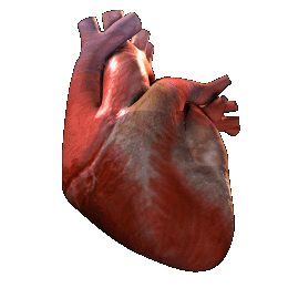 THE HEART at emaze Presentation