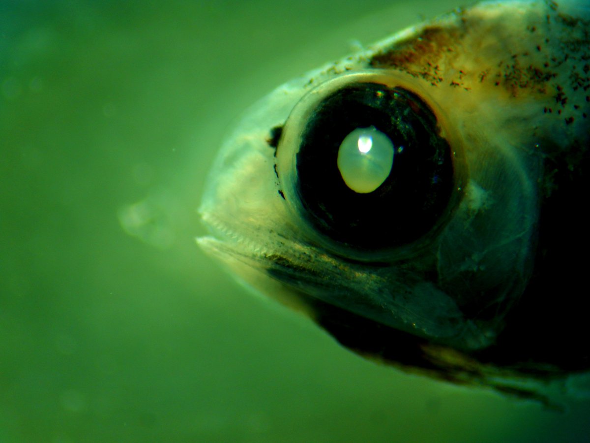 PEZ LINTERNA at emaze Presentation