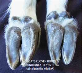 Presentation Name on emaze