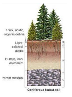 Coniferous Forest on emaze
