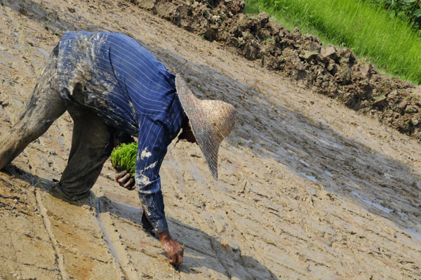 Rice Cultivation in Pakistan on emaze
