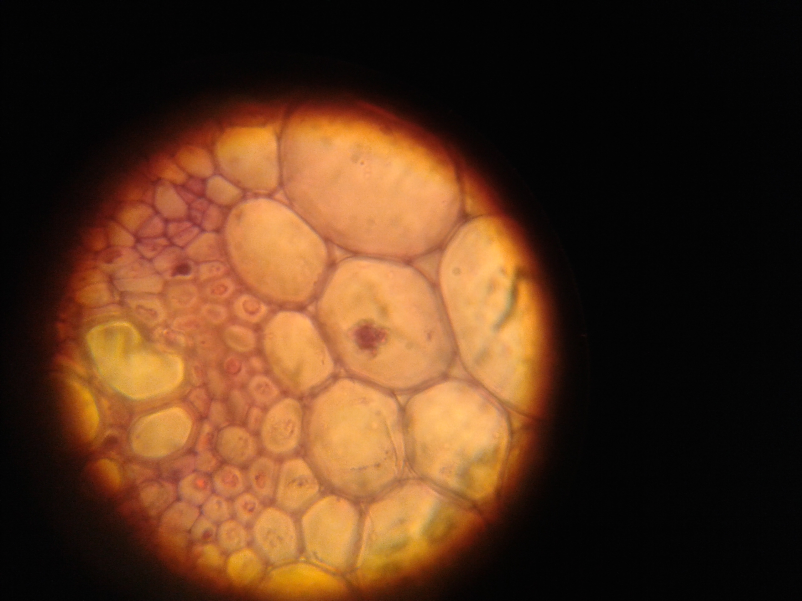 Estudio sobre las células on emaze