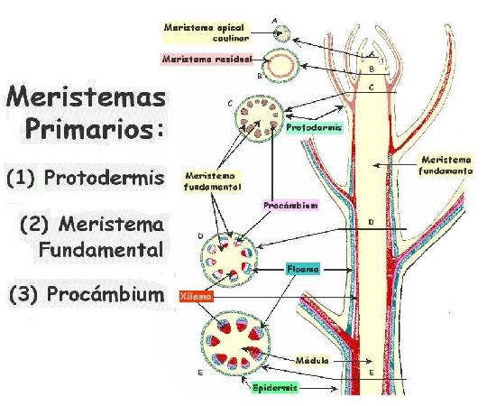 Estudio sobre las células on emaze