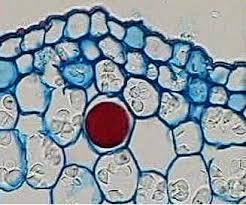 Estudio sobre las células on emaze