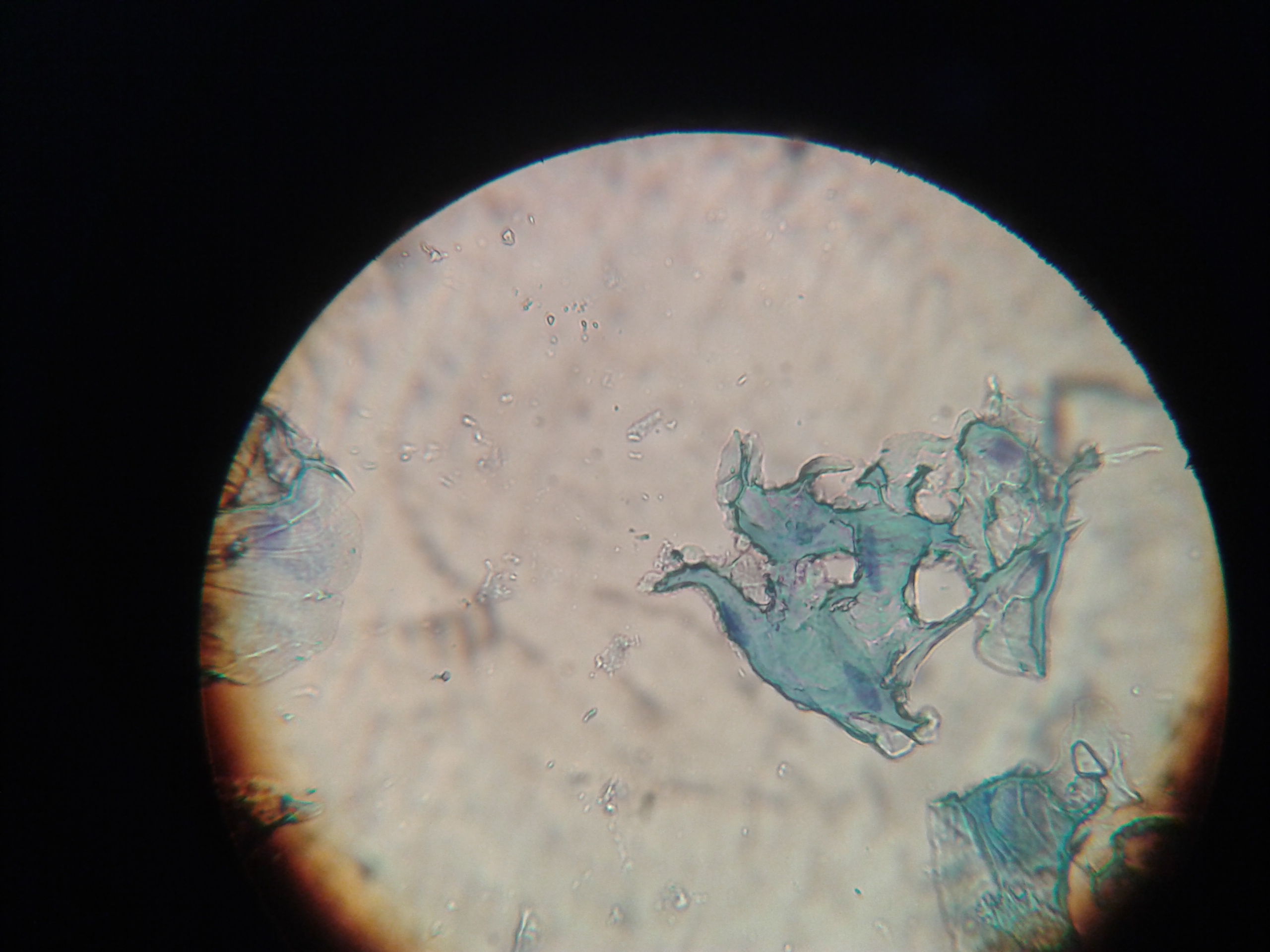 Estudio sobre las células on emaze