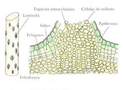 Estudio sobre las células on emaze