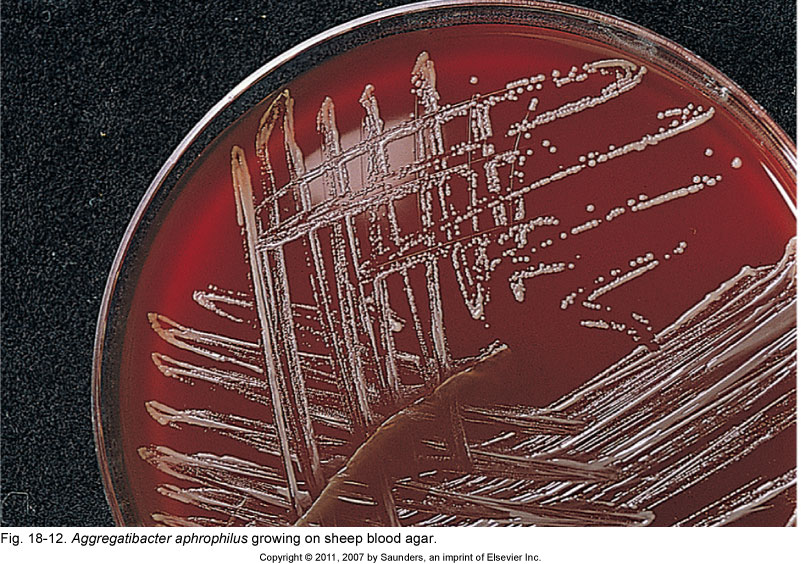 Presentation Name on emaze