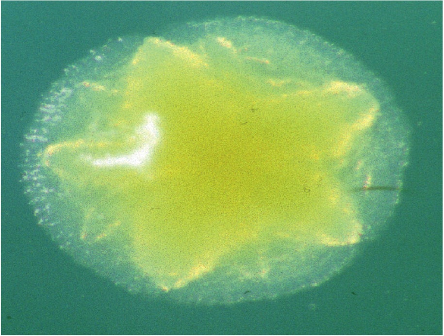 Presentation Name on emaze