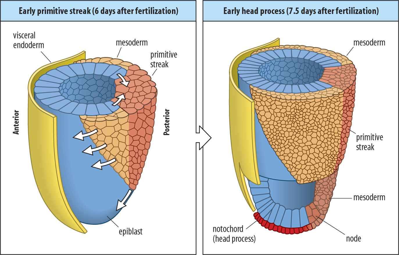 Presentation Name on emaze