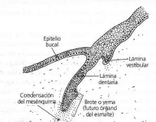 ODONTOGENESIS at emaze Presentation