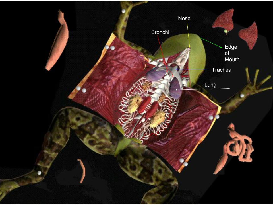 Got Guts Project on emaze