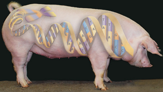EnviroPig Genetic Technology on emaze
