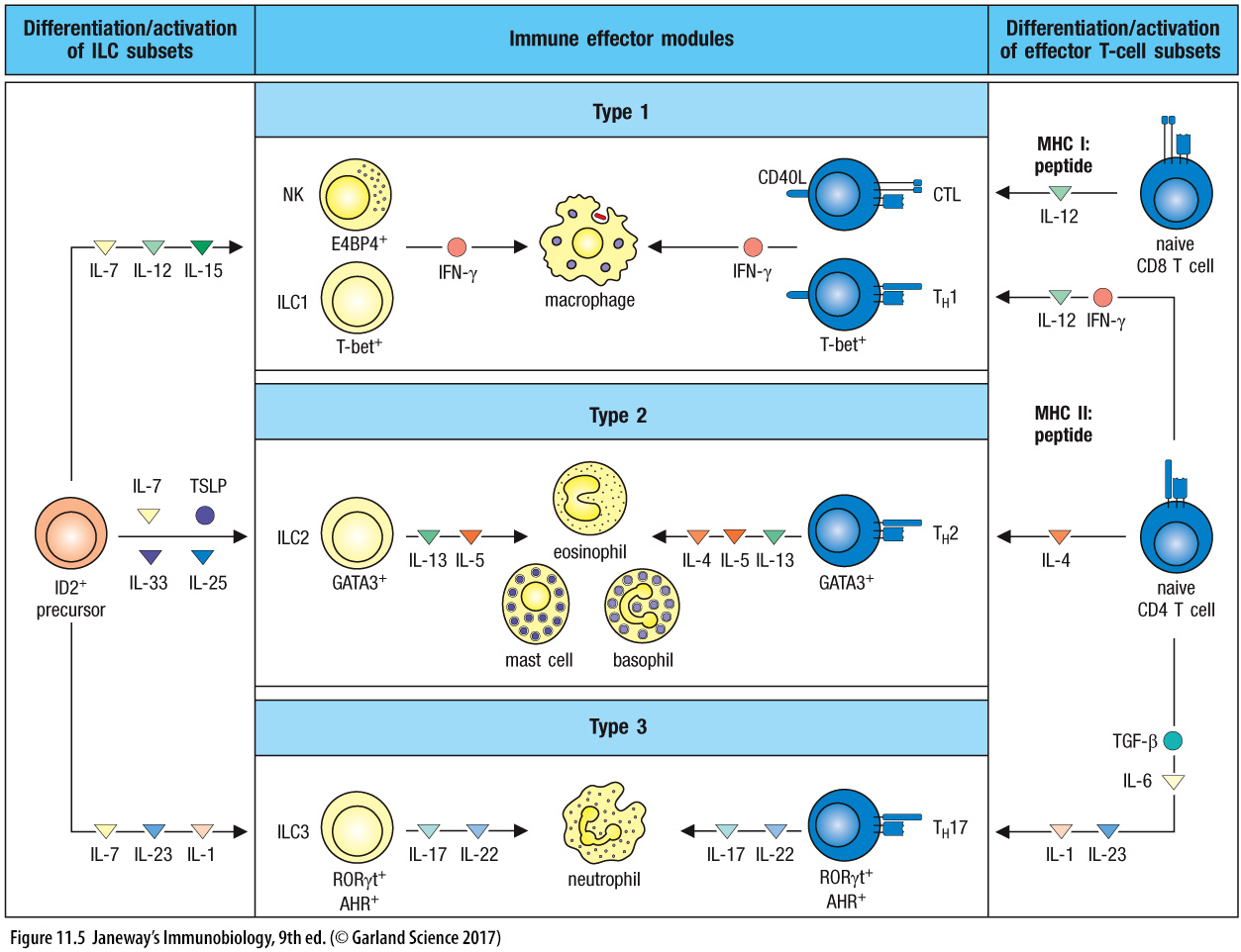 Integrated Dynamics of Immunity on emaze