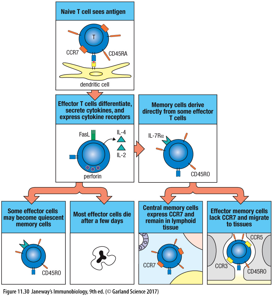 Integrated Dynamics of Immunity on emaze