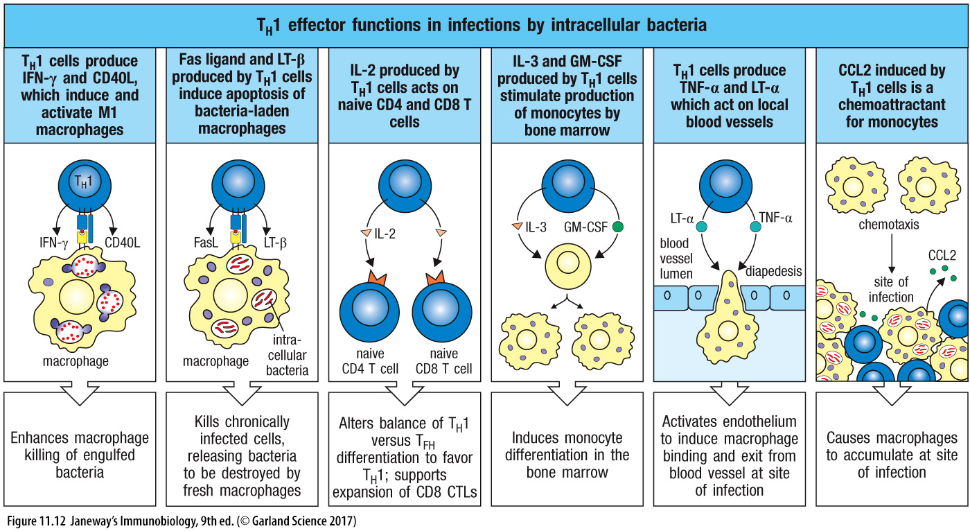 Integrated Dynamics of Immunity on emaze