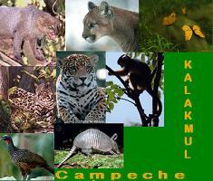 CAMPECHE on emaze