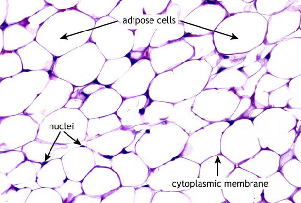 adipose tissue on emaze