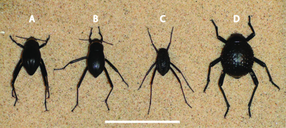 Biomimicry.pptx on emaze