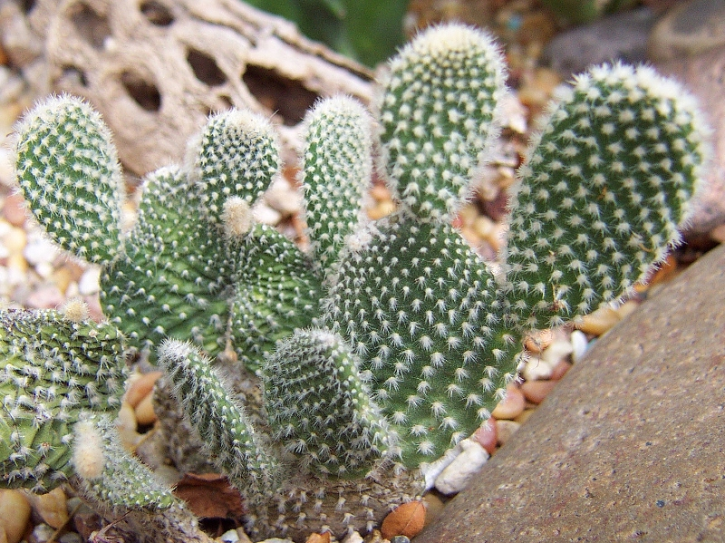 Biomimicry.pptx on emaze