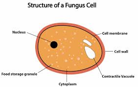 Fungi Kingdom Cell