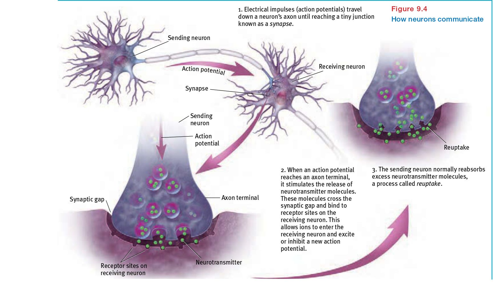 Biological Psychology and Neurotransmission on emaze