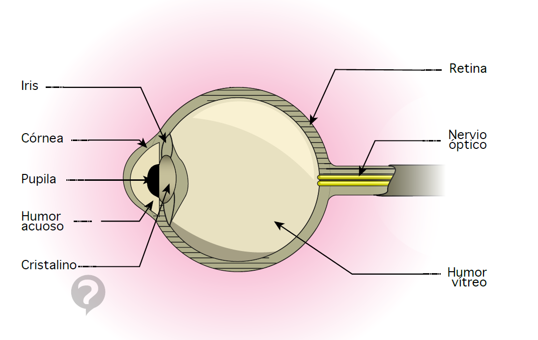 12 PARES CRANEALES.. on emaze