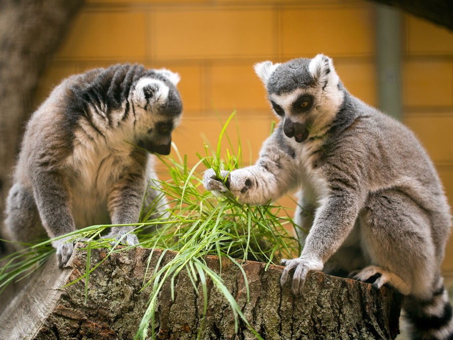 Seneca park Zoo on emaze